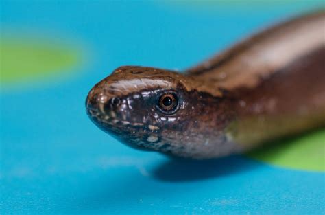 Anguis Fragilis By 0jmiguel0 On Deviantart