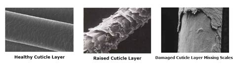Hair Cuticle 101 A Legfontosabb Része A Haj Steve Walton S