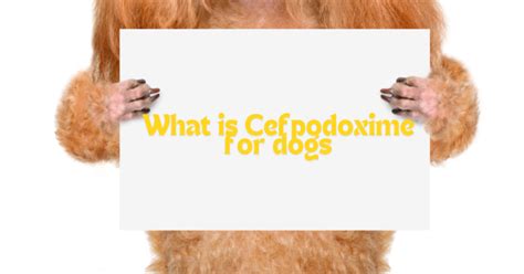 What Is Cefpodoxime For Dogs Pet Things Drill