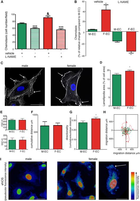 Sex Specific Enos Activity And Function In Human Endothelial Cells Pmc