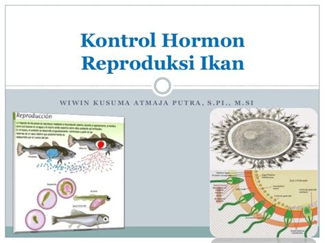 Endokrinologi Ikan Sub Bahasan Kontrol Hormon Reproduksi Ikan