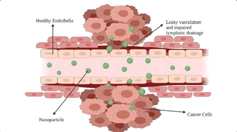 Passive Cellular Targeting Download Scientific Diagram