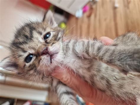 Elbie Kočičí Domov Sluníčko