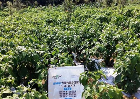 水溶肥选择，马希姆提醒你注意这几点