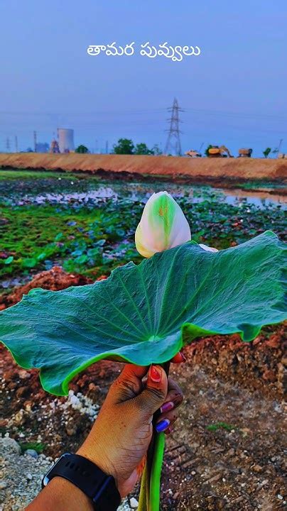 🪷 తామర పువ్వుల చెరువు నా చినపట్నుంచి కోసుకోవాలి అనుకునే దాన్ని😁lotus