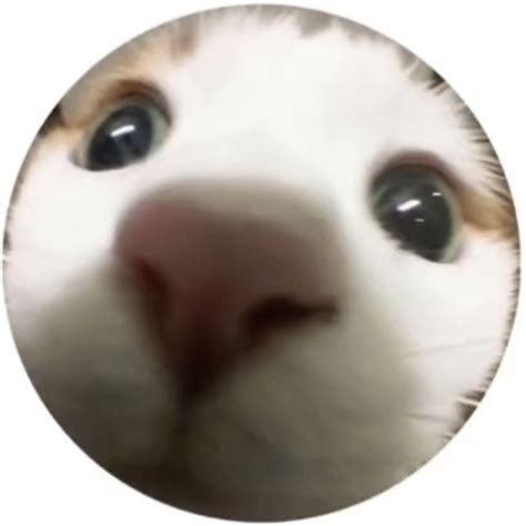 Round Icon Pfp Cute Cat Fish Eye Big Eyes Aesthetic Y2K Profile Picture