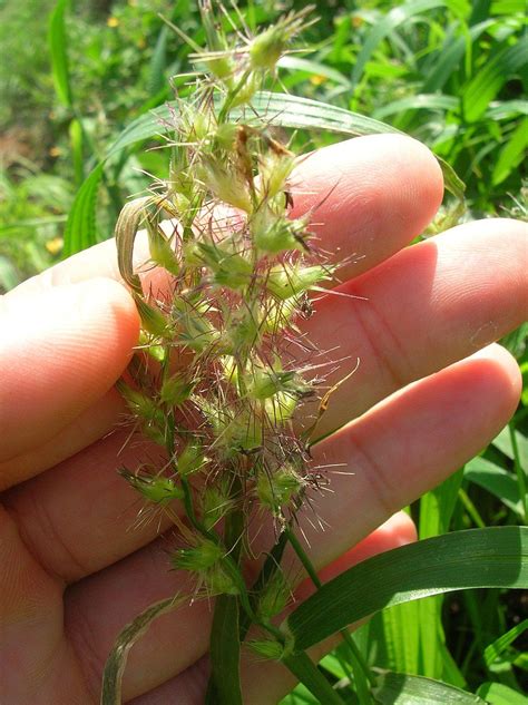 How To Get Rid Of Grass Burrs And Stickers In Your Texas Lawn