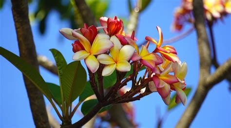 Easy Methods To Plant Develop And Care For Plumeria Dial A Service Canada