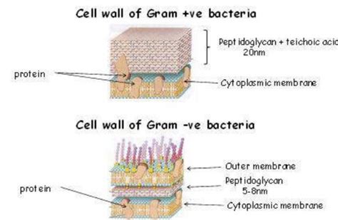 Microbes Lecture 5 Flashcards Quizlet