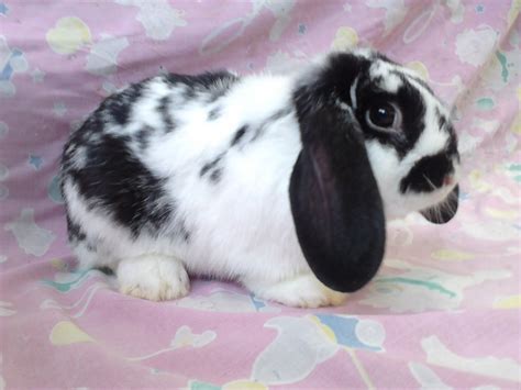 Cabanha Coelho Bonito Filhotes De Mini Lop