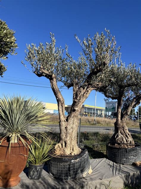 Olivier Picual Dornement Royal Palm Aix