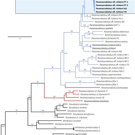 Maximum Likelihood Ml Phylogeny Constructed From Concatenated