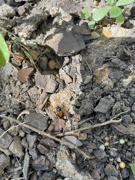 Friendly Beetle Or Assassin Rgardeningaustralia