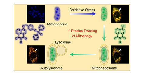A Mitochondria Targeting And Peroxynitrite Activatable Ratiometric