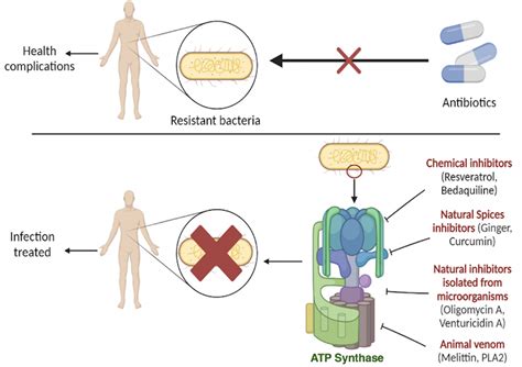 Atp Synthase Diagram