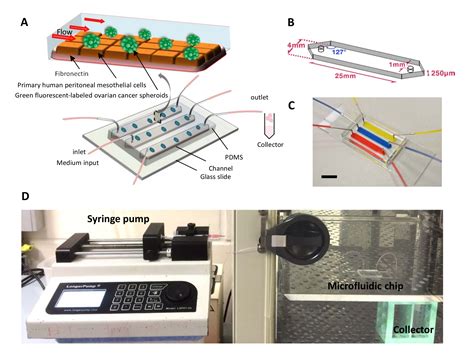 Modeling Ovarian Cancer Multicellular Spheroid Behavior In A Dynamic 3D