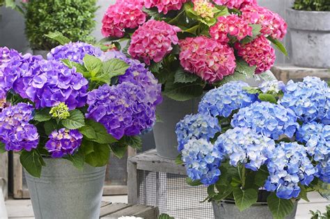 Mini Hydrangeas Care Characteristics And A Complete Guide To Growing Them Successfully