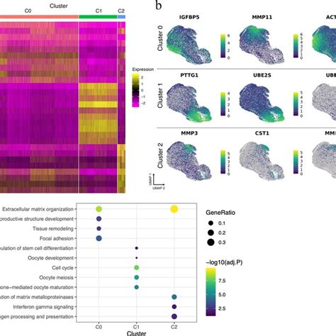 Differential Gene Expression And Cell Cycle Characteristics Of Cell
