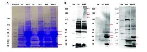 Exposure To Serum Induces Differential Protein Production In The