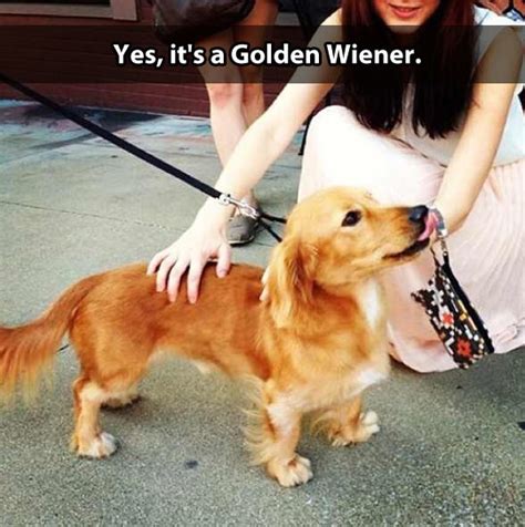 Golden Wiener