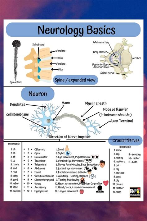 Nursing School Notes Medsurg Neurology Basics This Cheat Sheet Gives