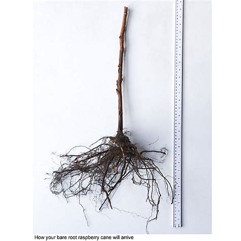 Grow Your Own Fruit Raspberry Sugana 12 Bare Root Canes
