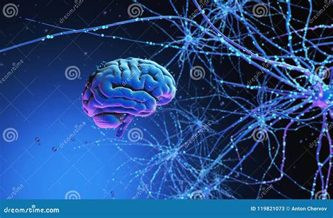 Human Brain Anatomy Sagittal Section Infographic Diagram Vector