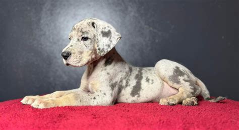 Blue Merle Tanpoint Male Great Dane Great Dane Puppies For Sale In