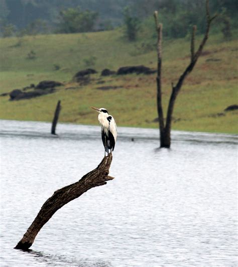 A Hurtle Before The Rapture Boat Ride Periyar Lake Tripoto