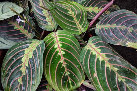 How To Grow And Take Care Of Prayer Plants Pro Tips