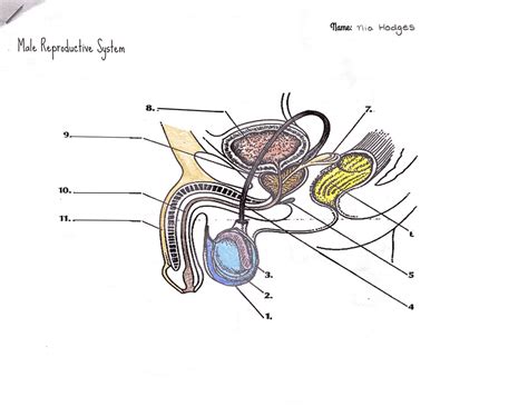 Male Reproductive System Diagram Quizlet