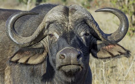 Flickrpktuajp Face Off Cape Buffalo Mopani Kruger