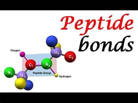 Peptide Bond Formation Animation
