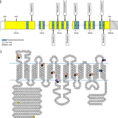 Mutations Clinical Phenotype And Thyroid Hormone Serum Levels Of Mct8