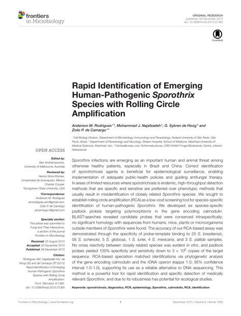 Pdf Rapid Identification Of Emerging Human Pathogenic Sporothrix Species With Rolling Circle