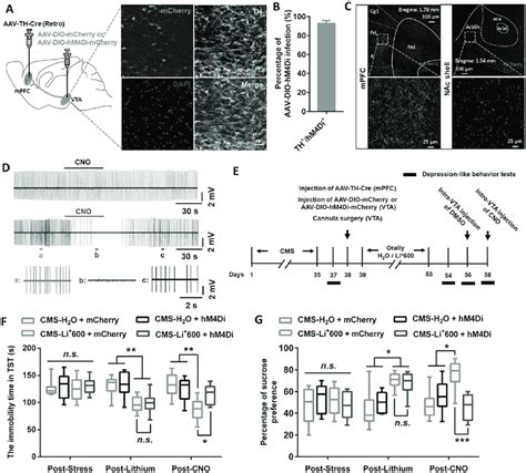 Vta Mpfc Da Circuit Contributed To The Antidepressive Like Effects Of