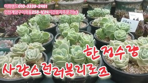 특집사랑스런러블리로즈 다육이백화점구경오세요 이화랜드010 3339 2461 Youtube