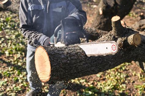 A Man Saws A Tree With A Chainsaw Harvesting Of Firewood Stock Photo Image Of Feller