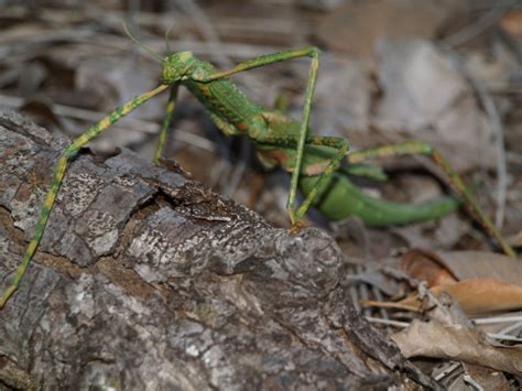 Darwin Stick Insect Treehugger