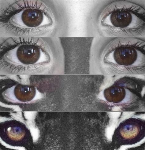 Transformation Tiger Lovely Transformations Tiger