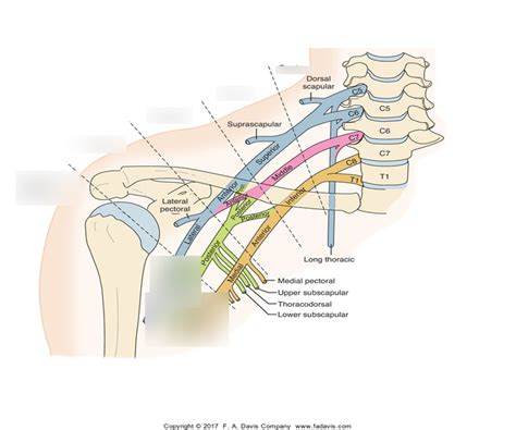 Brachial Plexus Diagram Quizlet