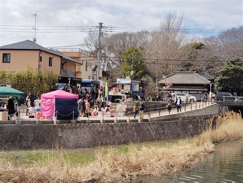 第12回松戸宿坂川河津桜まつり2024年3月 松戸ペディア