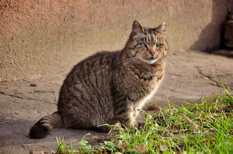 Qué Productos Puedo Darle A Mi Gato Si Tiene Diarrea Mis Animales