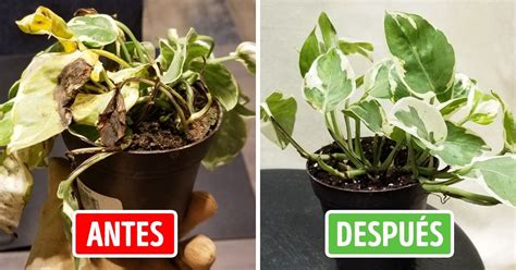 15 Maneras de salvar una planta que está secándose incluso si no
