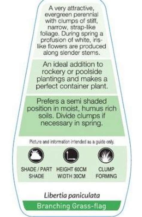 Branching Grass Flag Libertia Paniculata Native