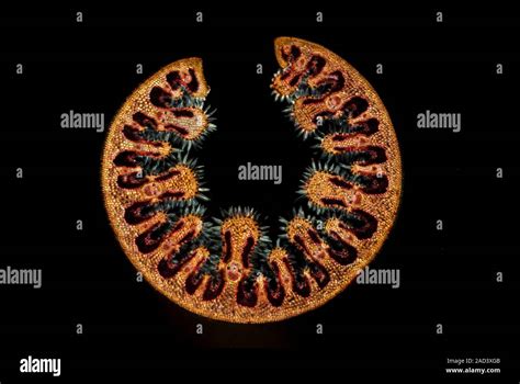 Light Micrograph Of A Cross Section Of A Blade Of Marram Grass