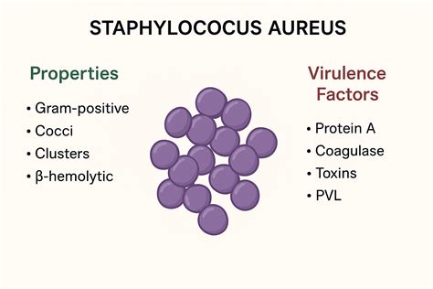 Staphylococcus Aureus
