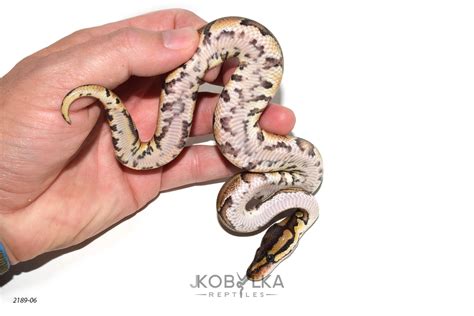 Red Stripe Ball Python Traits Morphpedia