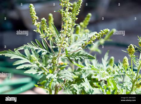 Close Up Photo Of Ragweed Flowers The Ragweed Pollen Is Notorious For Causing Allergic