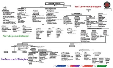 Kingdom Animilia Biologism Pdf Invertebrate Zoology